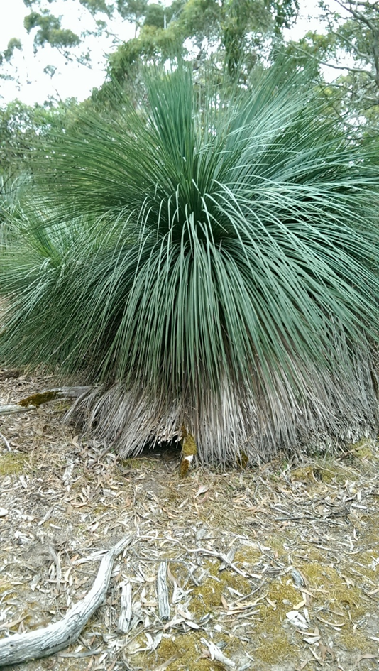 Grass-trees provide refuge from extreme heat and more for Australia’s ...