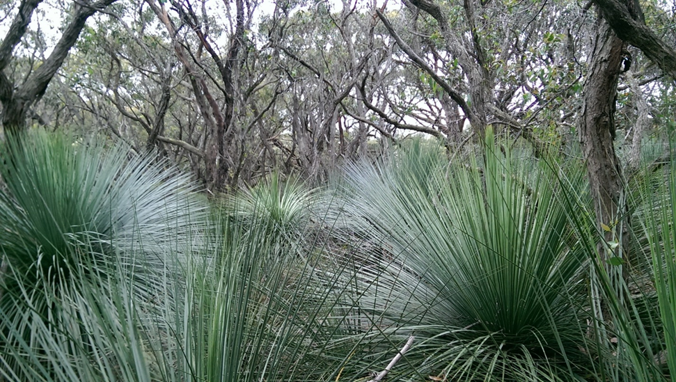 Grass-trees provide refuge from extreme heat and more for Australia’s ...