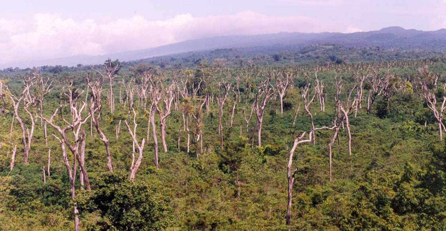Tropical Cyclones and the future of our forest: insights from recent ...
