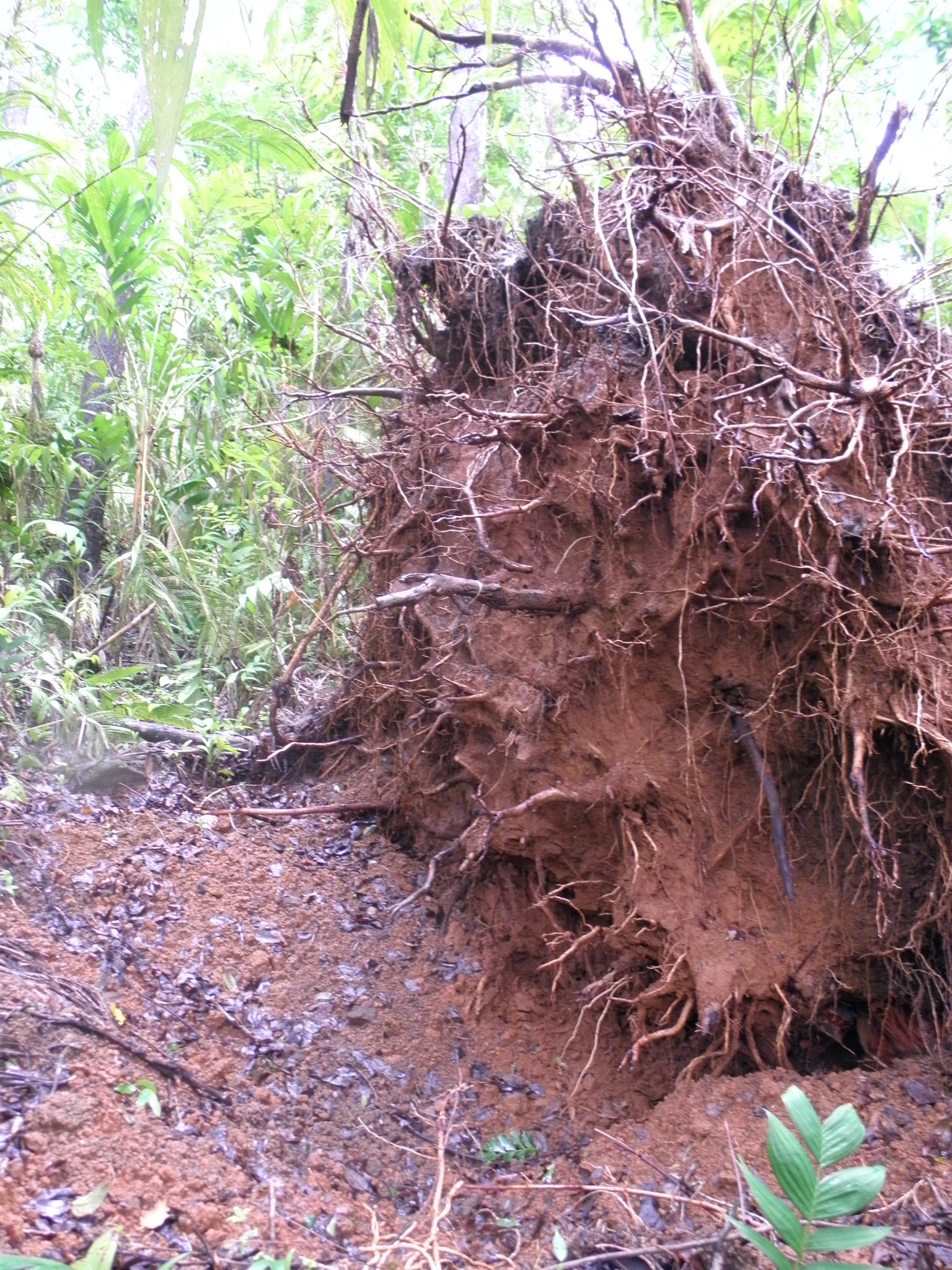 Tropical Cyclones and the future of our forest: insights from recent ...