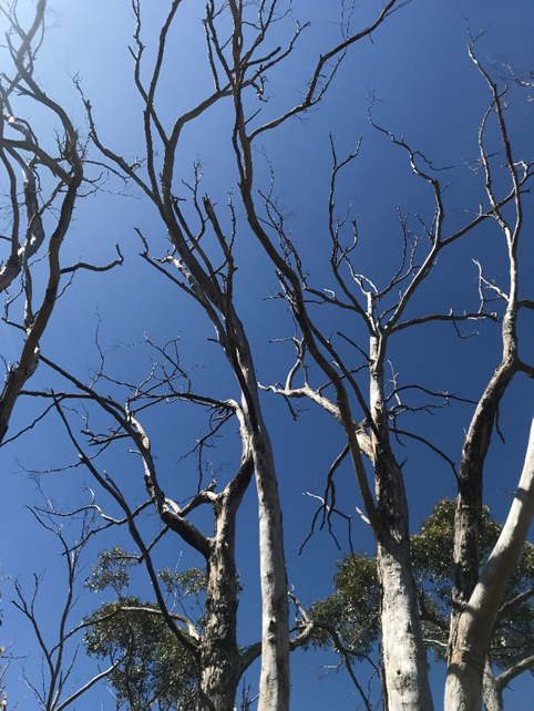 Taking stock of recent tree dieback in South Australia: can you help ...
