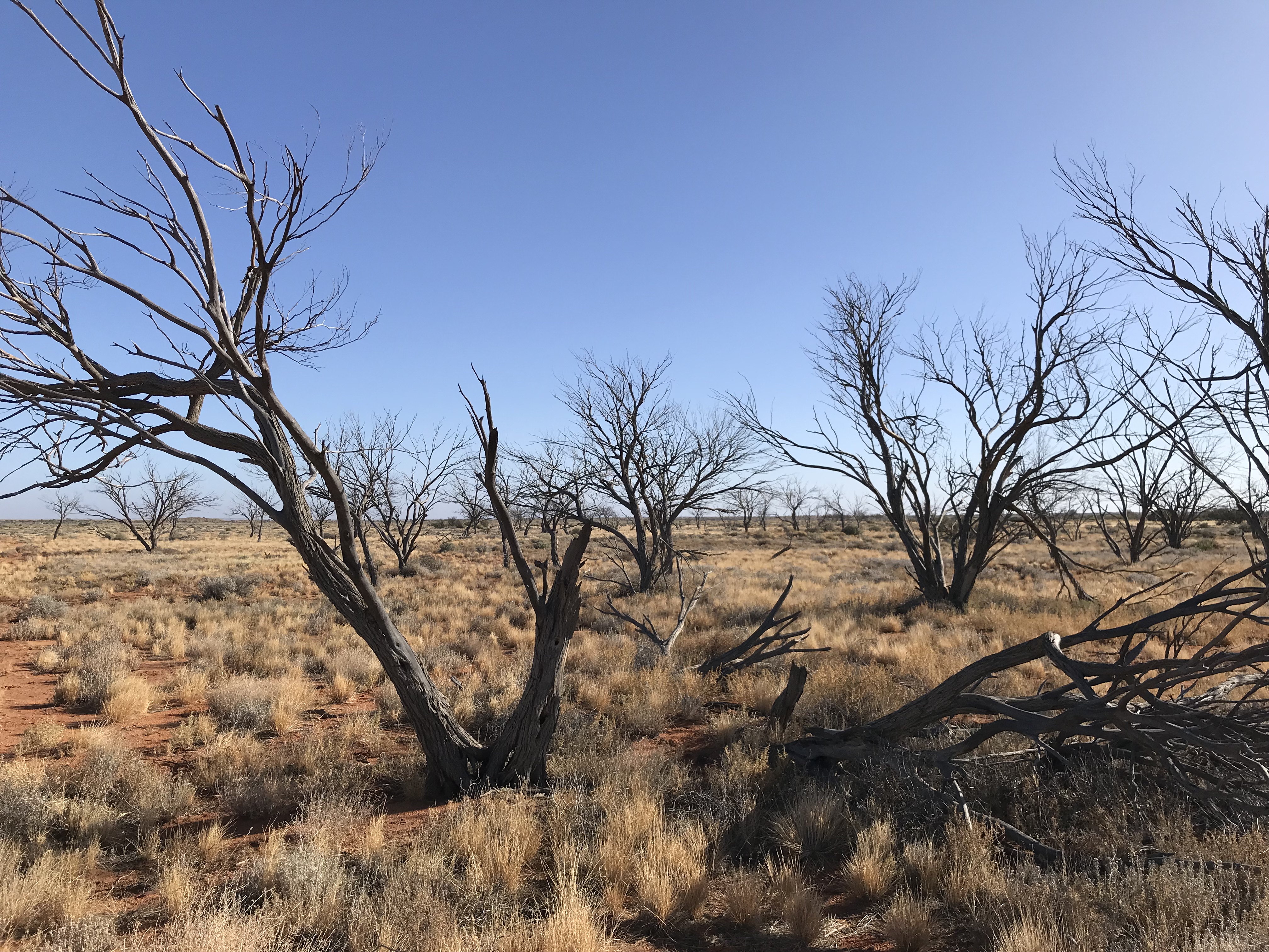 Forest dieback induced by climate change: an emerging challenge for ...